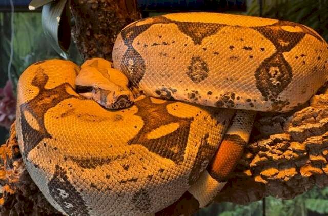 Cobra batizada de Rachel Carson é resgatada de circo e levada para o ...